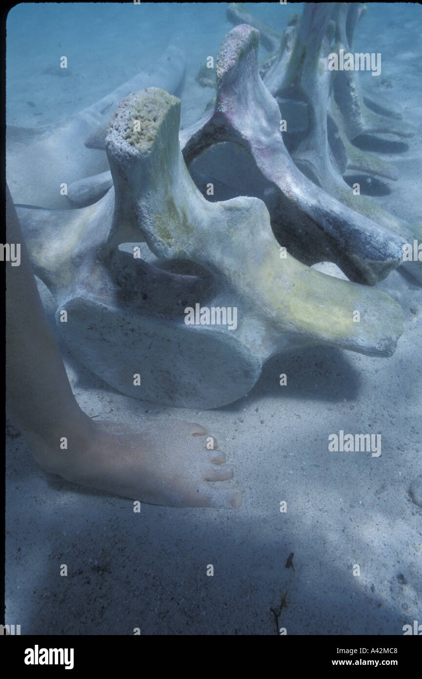 Woman MR researcher and snorkeler recovering a Humpback whale skeleton ...