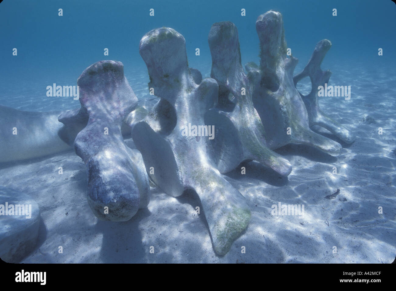 Humpback whale skeleton and bones underwater Megaptera novaeangliae ...