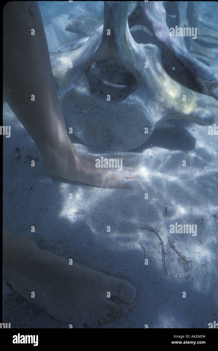 Woman MR researcher and snorkeler recovering a Humpback whale skeleton ...