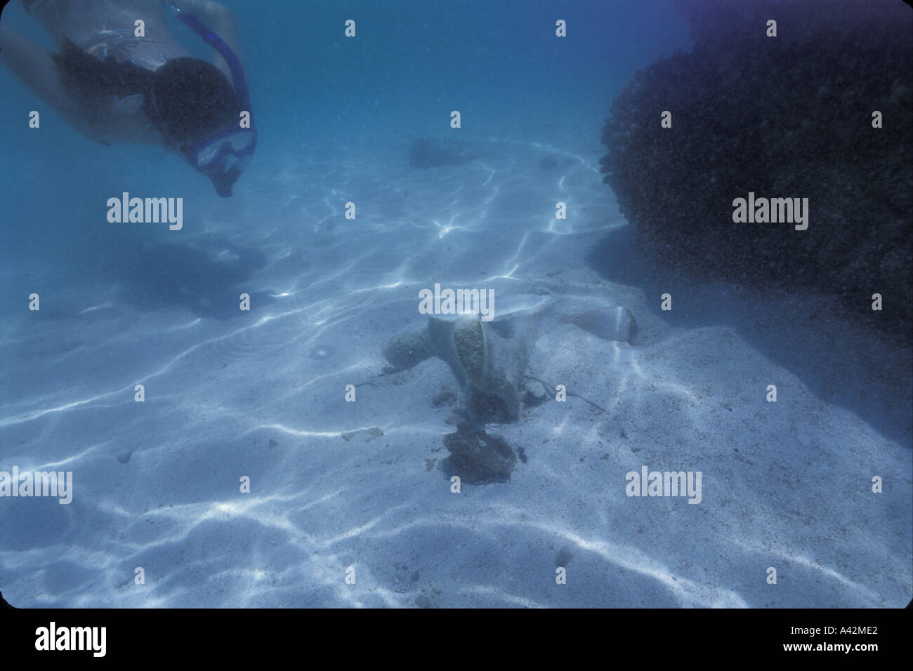 Woman MR researcher and snorkeler recovering a Humpback whale skeleton ...