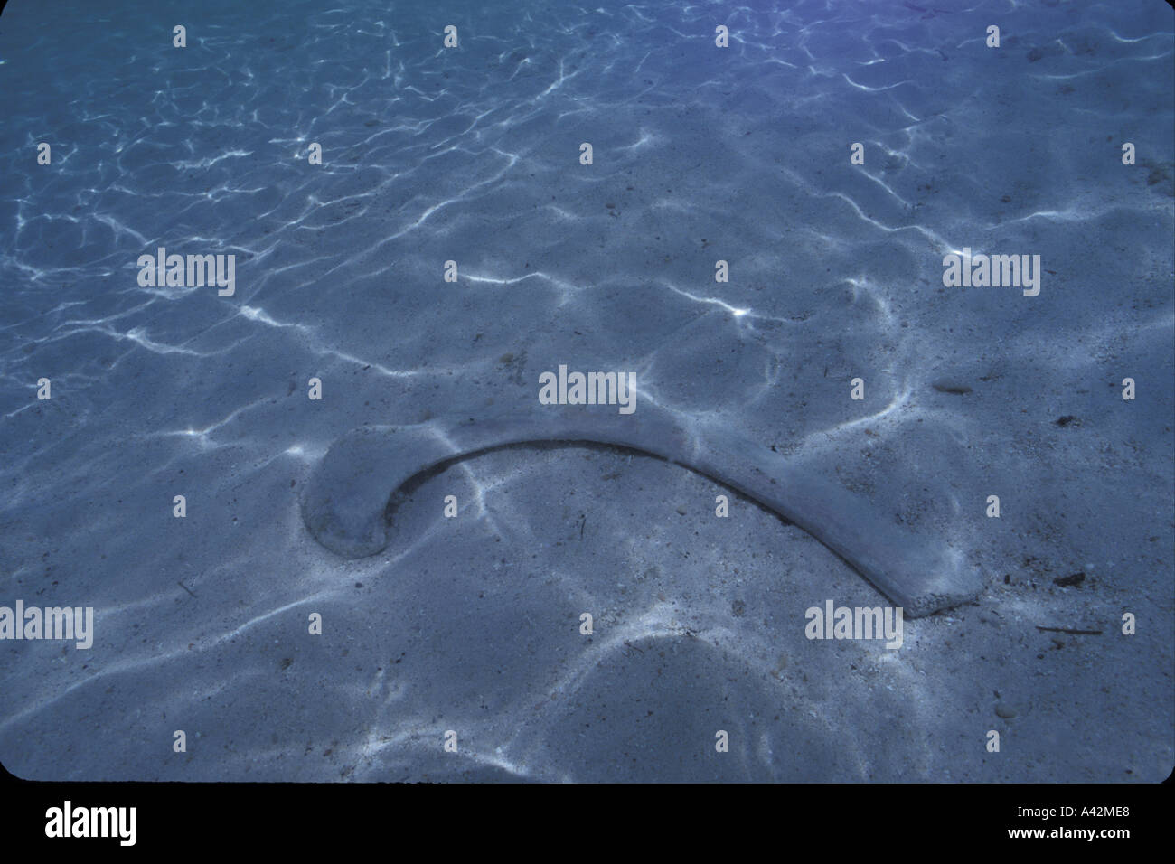 Humpback whale skeleton and bones underwater Megaptera novaeangliae ...