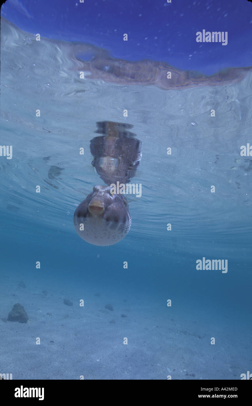 Puffer fish Espiritu Santo Marine Sanctuary La Paz Los Cabos Sea of ...