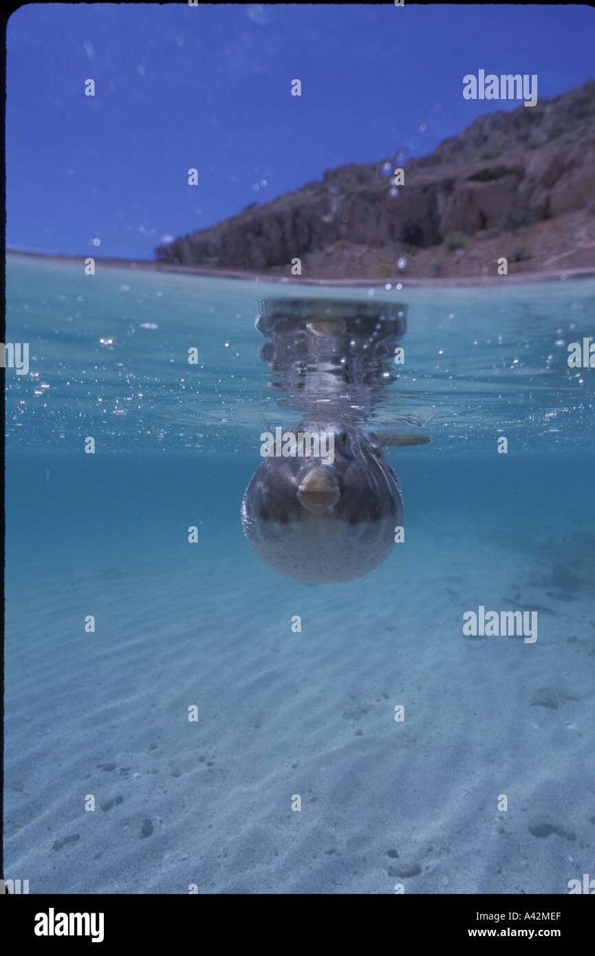 Puffer fish Espiritu Santo Marine Sanctuary La Paz Los Cabos Sea of ...