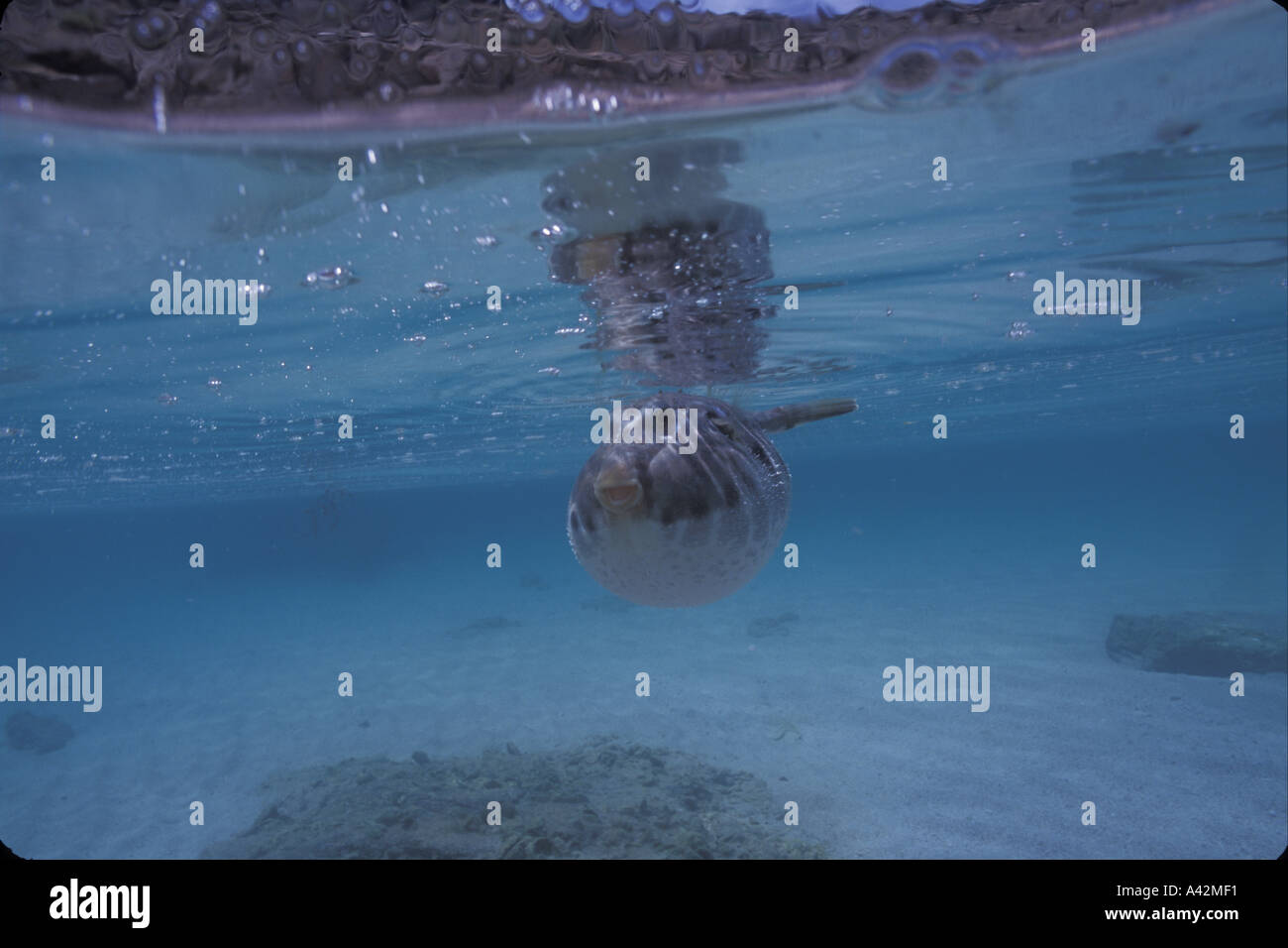 Puffer fish Espiritu Santo Marine Sanctuary La Paz Los Cabos Sea of ...