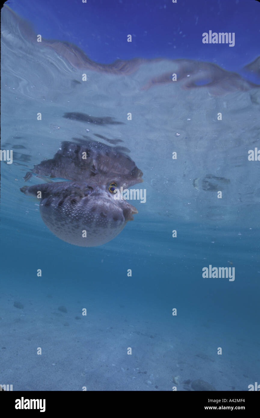 Puffer fish Espiritu Santo Marine Sanctuary La Paz Los Cabos Sea of ...