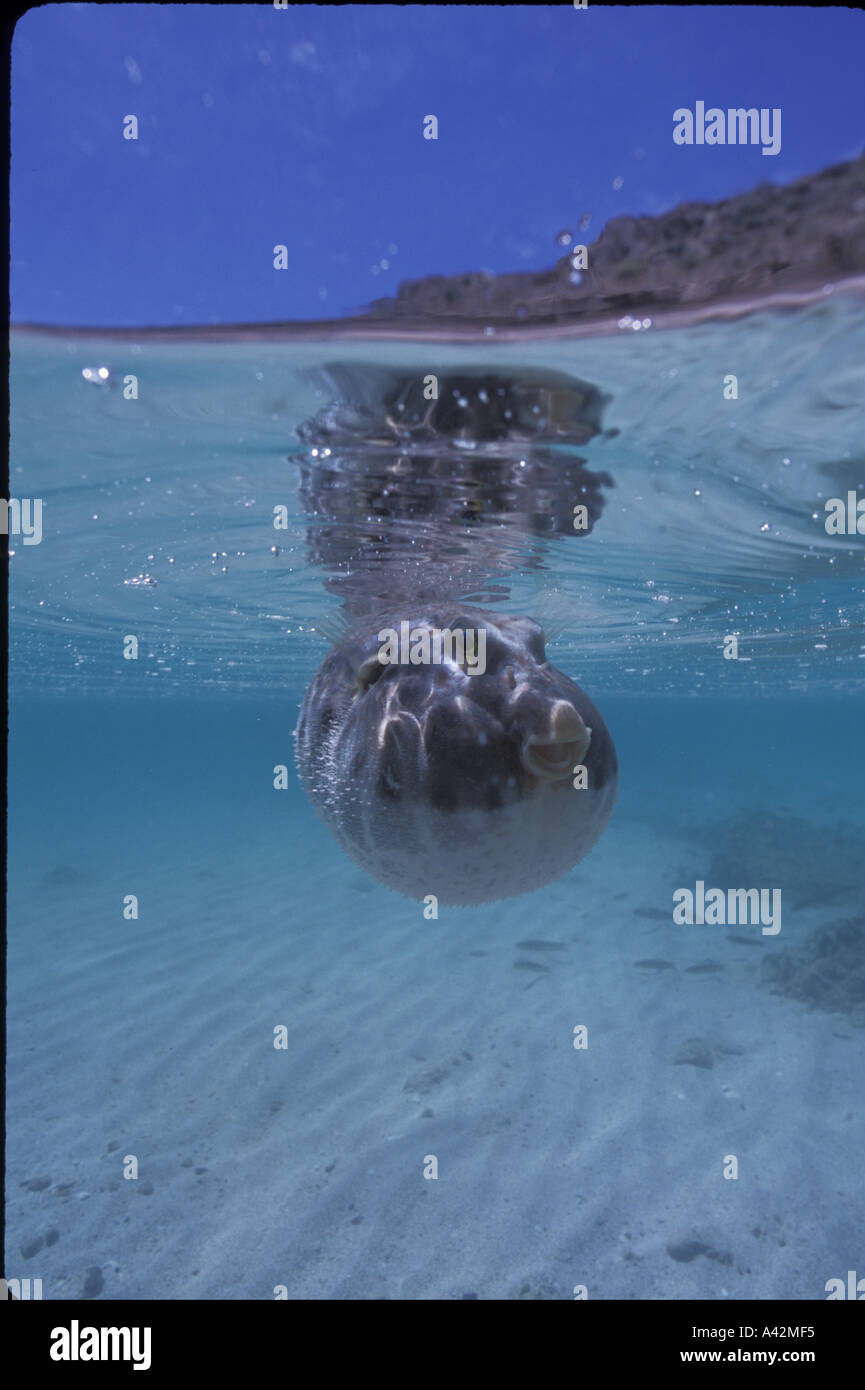 Puffer fish Espiritu Santo Marine Sanctuary La Paz Los Cabos Sea of ...