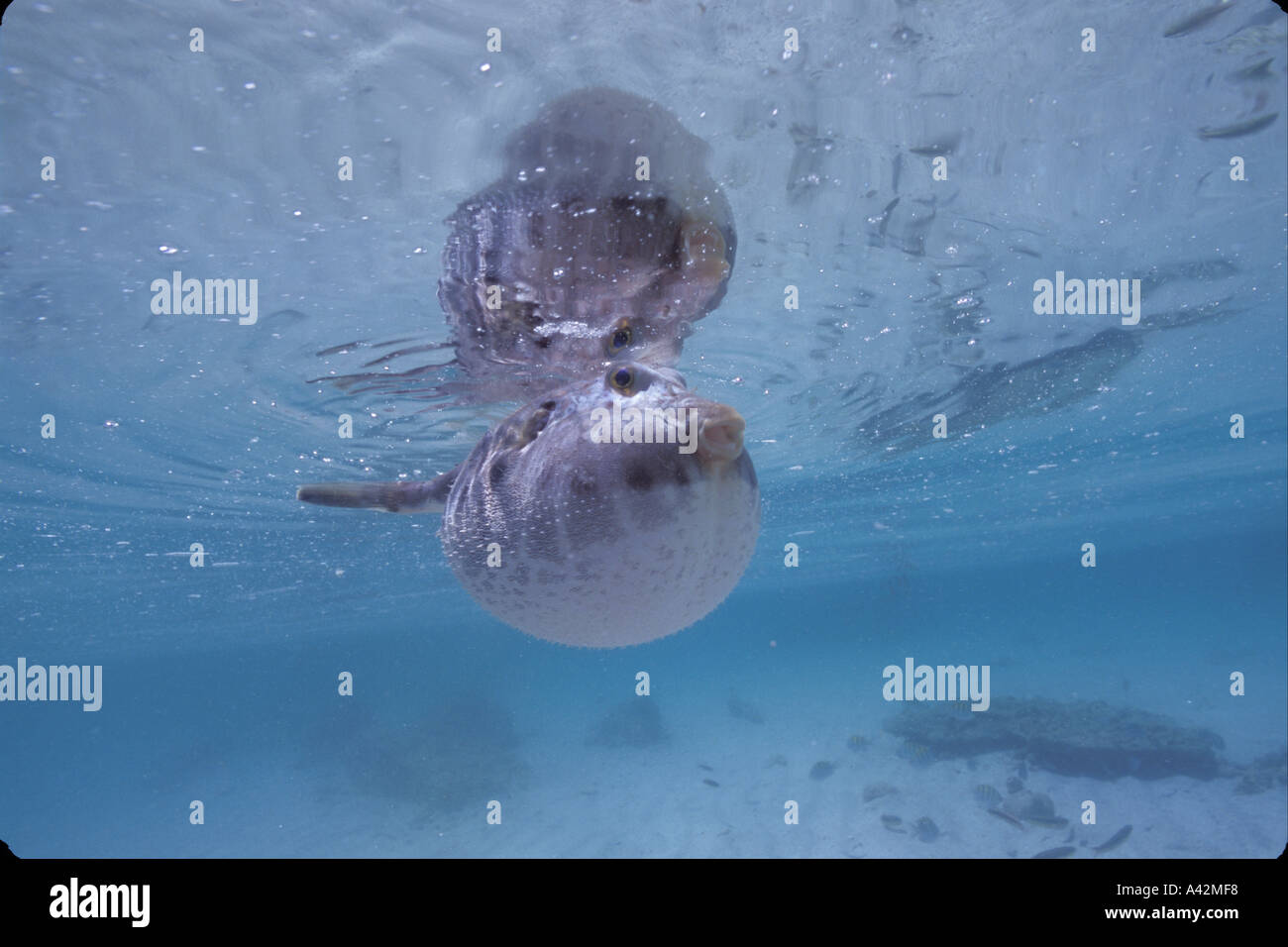 Puffer fish Espiritu Santo Marine Sanctuary La Paz Los Cabos Sea of ...