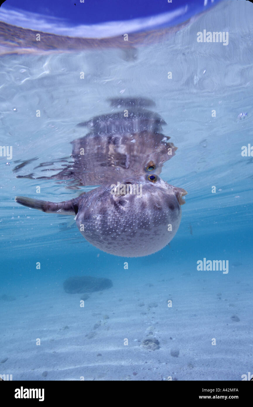 Puffer fish Espiritu Santo Marine Sanctuary La Paz Los Cabos Sea of ...