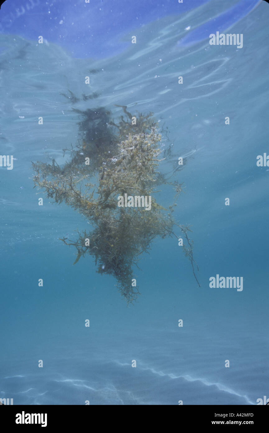 Puffer fish Espiritu Santo Marine Sanctuary La Paz Los Cabos Sea of ...