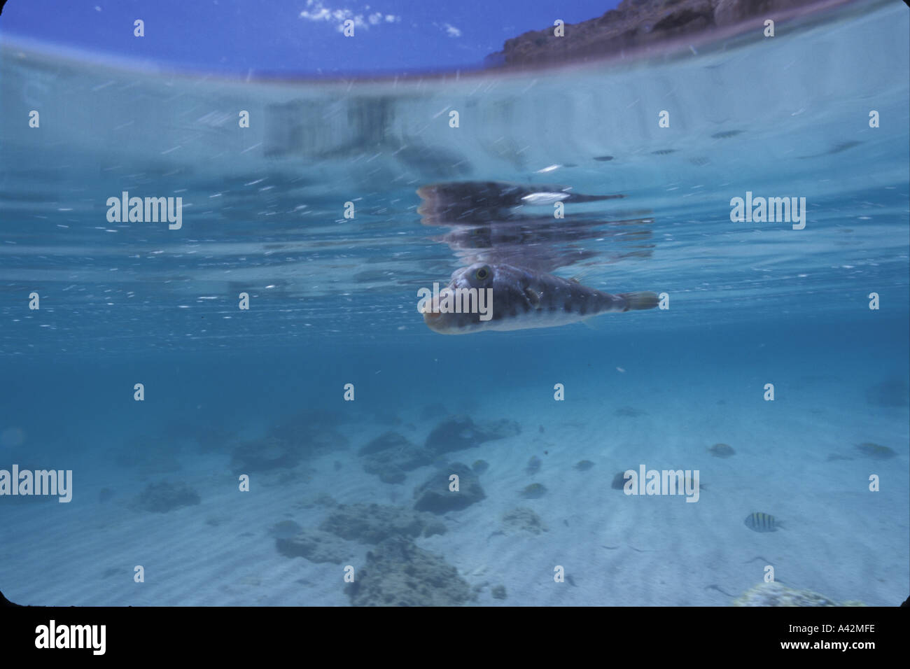 Puffer fish Espiritu Santo Marine Sanctuary La Paz Los Cabos Sea of ...