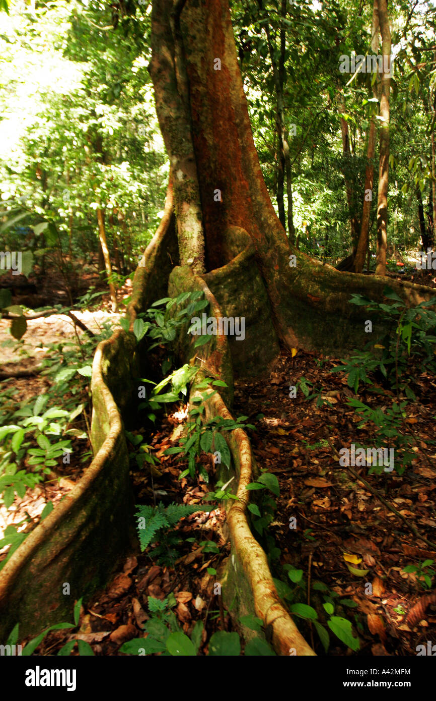 Expanded Vines High Resolution Stock Photography and Images - Alamy