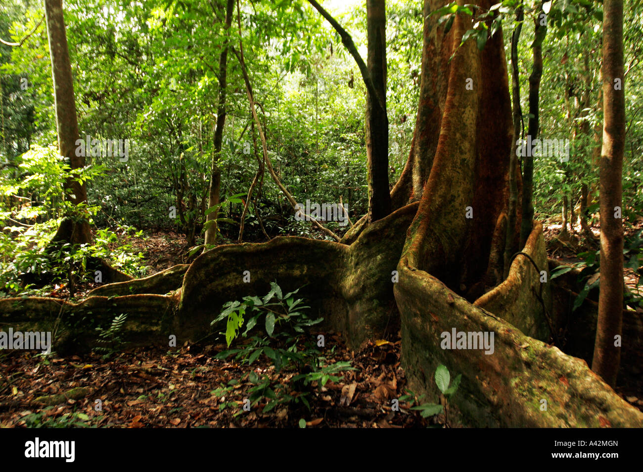 Expanded Vines High Resolution Stock Photography and Images - Alamy