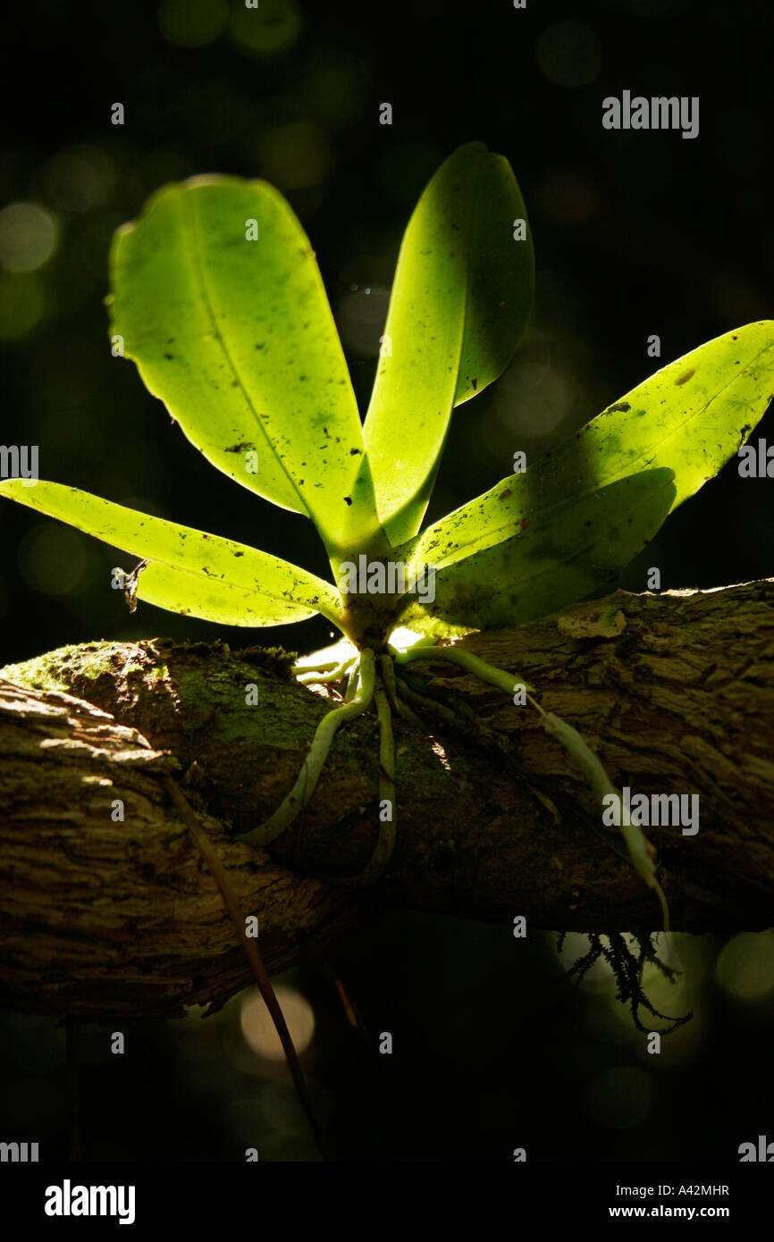 The twigs of the tree in the light rain hi-res stock photography and ...