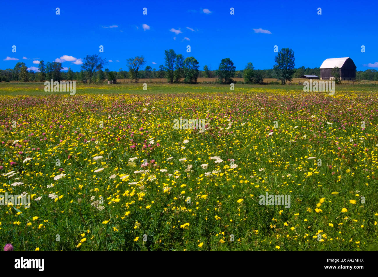 Summer farm scene barns flowers hi-res stock photography and images - Alamy