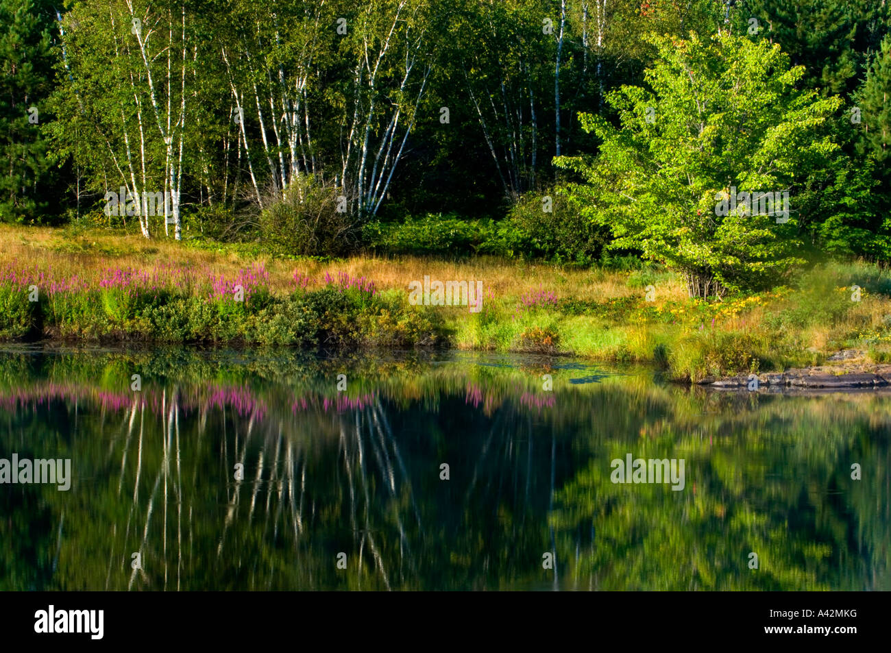 Maple tree and purple loosestrife reflected in bay of St. Pothier Lake ...