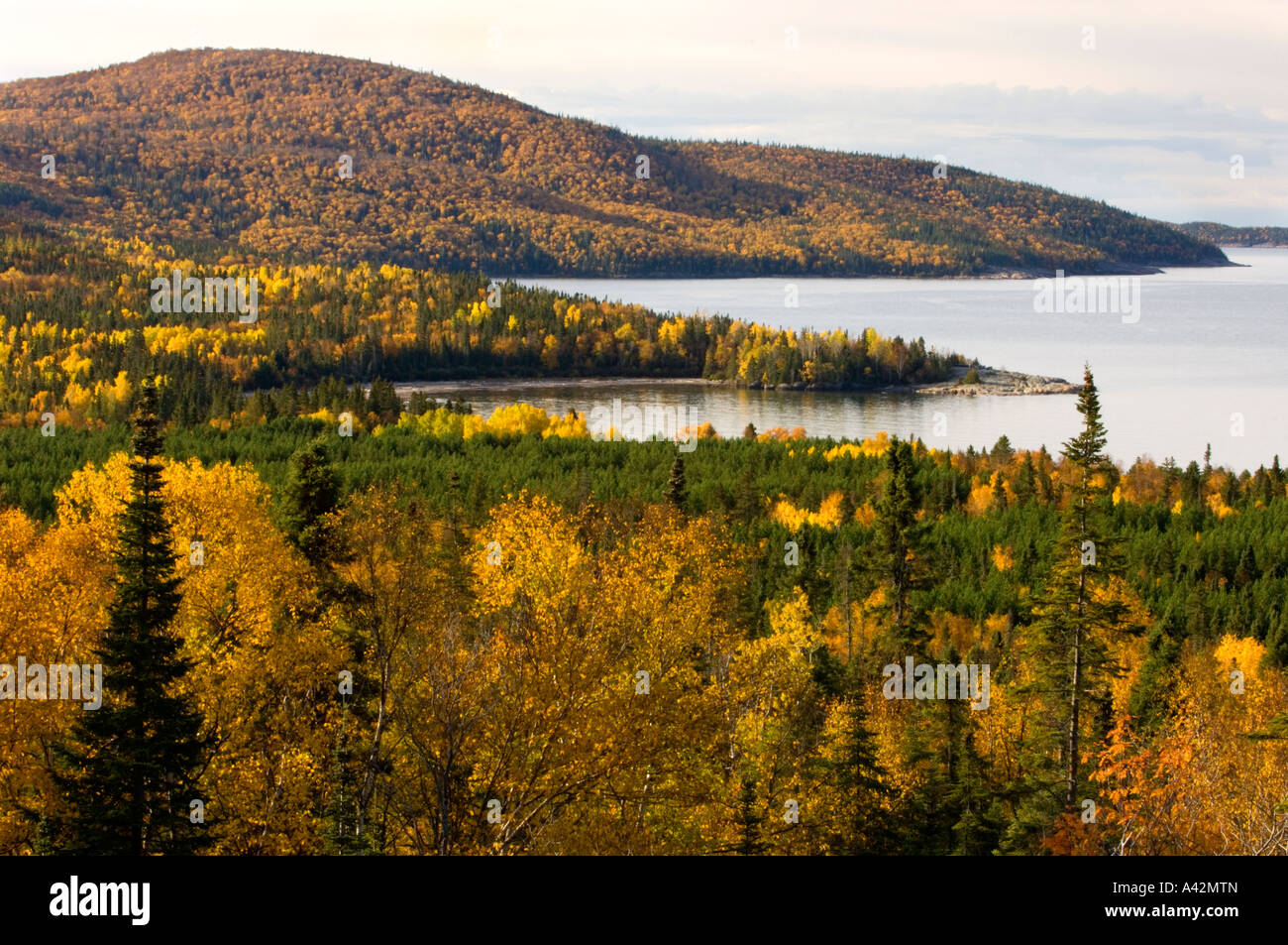Autumn aspens overlooking Lake Superior coast, Marathon, Ontario ...