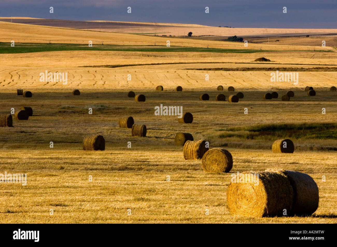 Hay rolls and prairie field with receding storm clouds, Strathmore ...