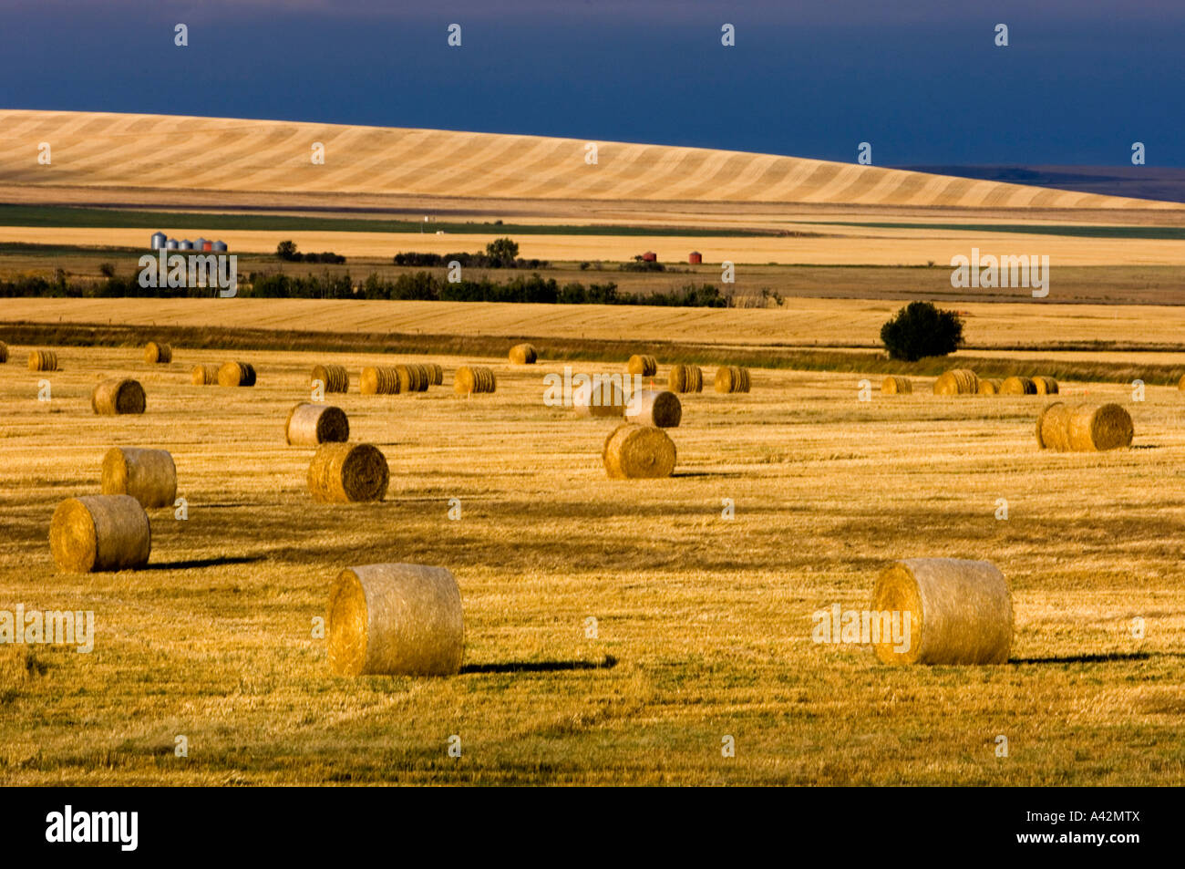 Hay rolls and prairie field with receding storm clouds, Strathmore ...