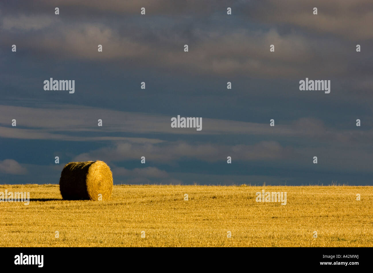 Hay rolls and prairie field with receding storm clouds, Strathmore ...
