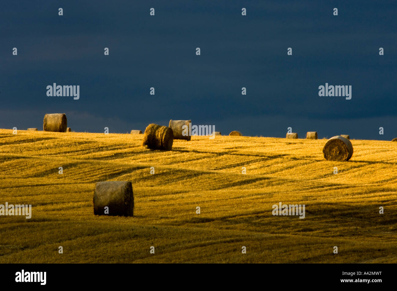 Hay rolls and prairie field with receding storm clouds, Entice, Alberta ...