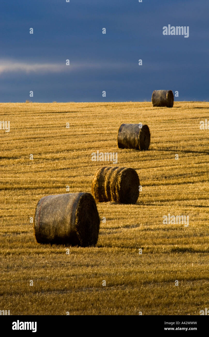 Hay rolls and prairie field with receding storm clouds, Entice, Alberta ...