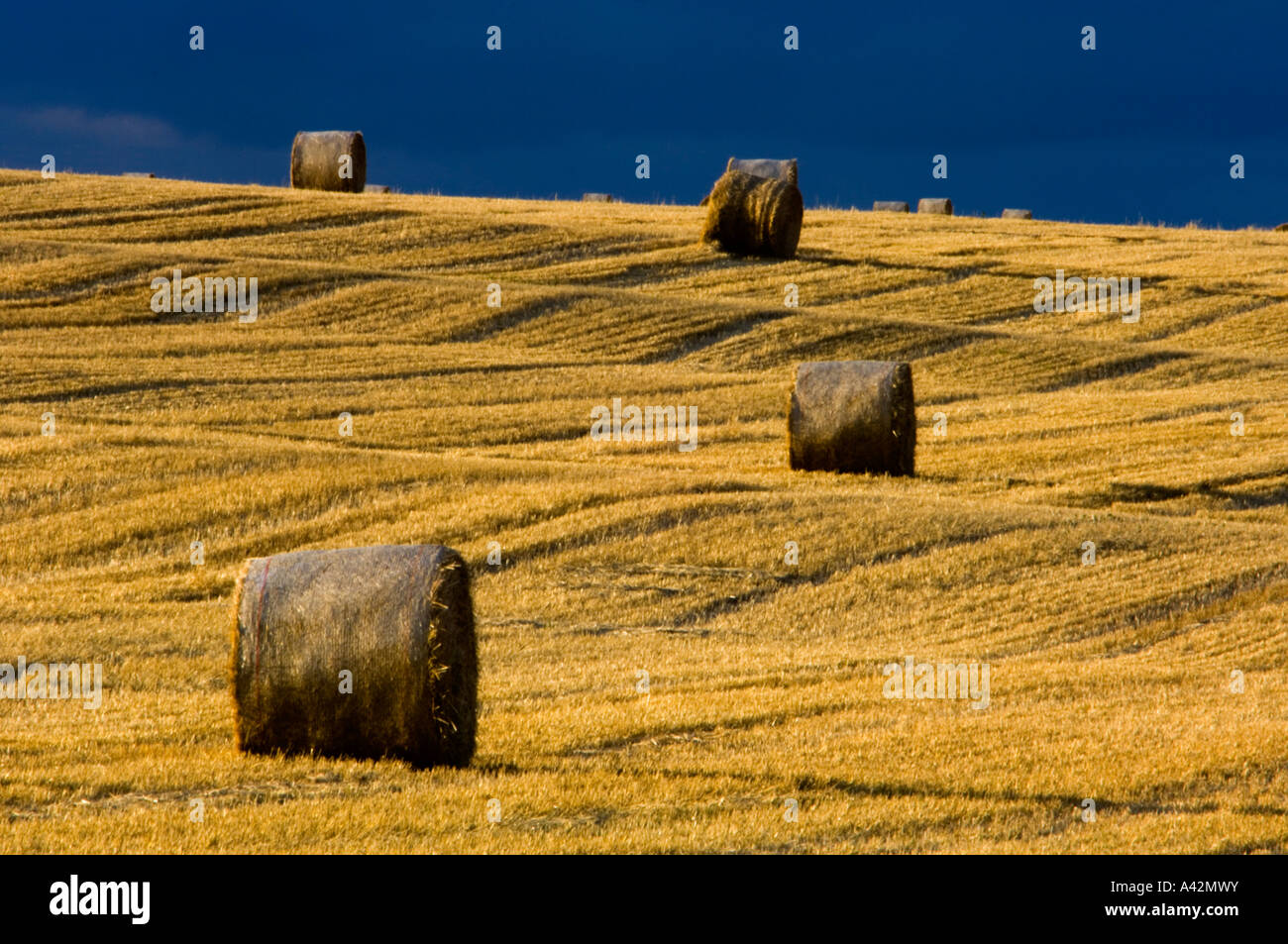 Hay rolls and prairie field with receding storm clouds, Entice, Alberta ...