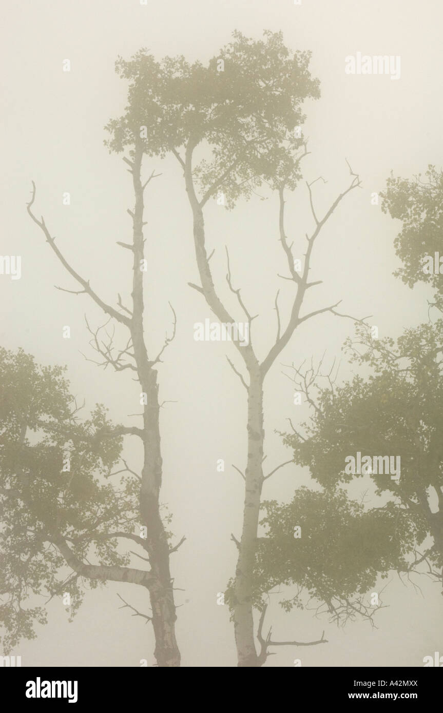 Aspen trees in fog, Sundre, Alberta, Canada Stock Photo - Alamy