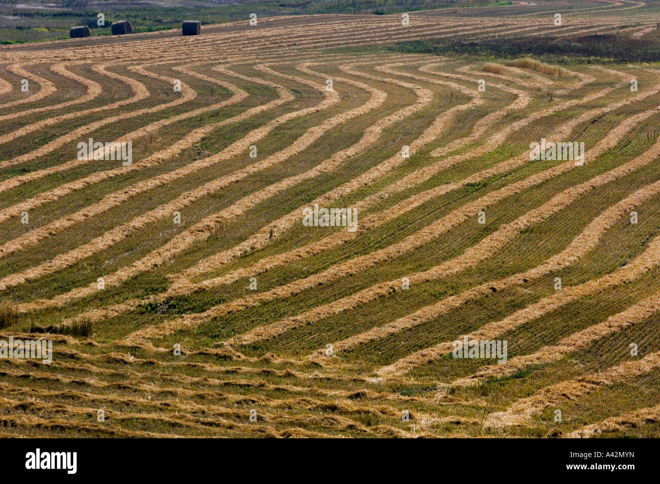 Fall Colours And Rangeland High Resolution Stock Photography and Images ...
