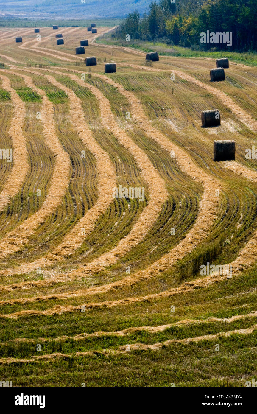 Hay rolls and hay row patterns, Torrington, Alberta, Canada Stock Photo ...