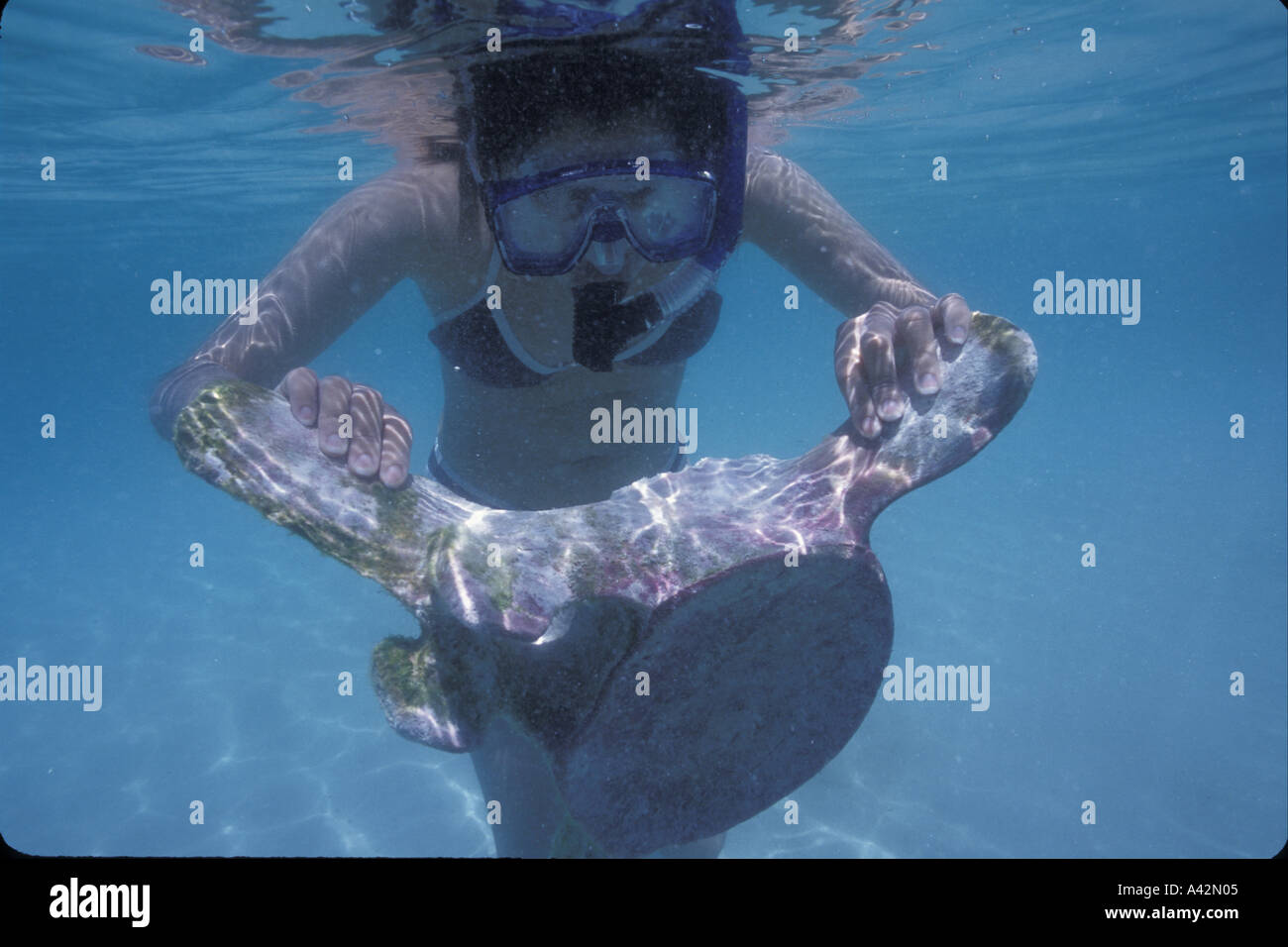Woman MR researcher and snorkeler recovering a Humpback whale skeleton ...