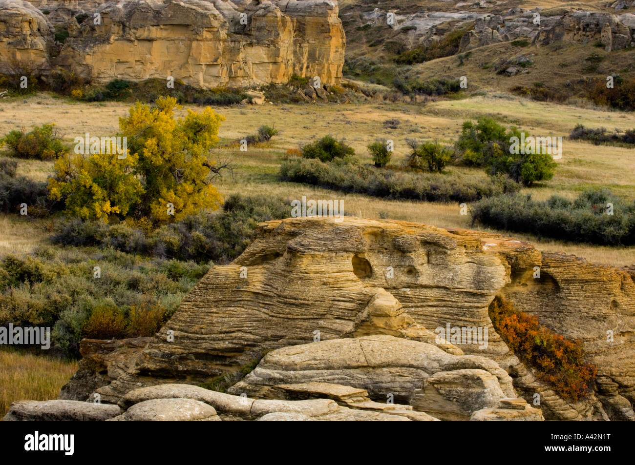 Sandstone hoodoos in Milk River Valley, Writing on Stone Provincial ...