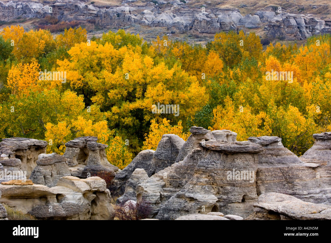 Sandstone hoodoos with autumn cottonwoods, Writing on Stone Provincial ...