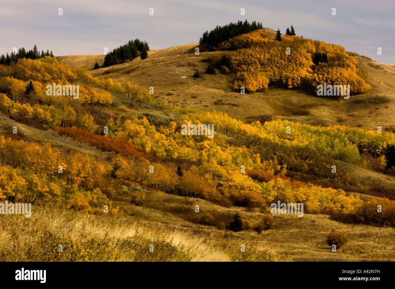 Cypress Hills with fall colour near Reesor Lake, Cypress Hills ...