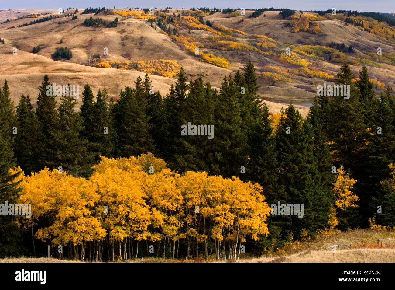 Cypress Hills with fall colour near Reesor Lake, Cypress Hills ...