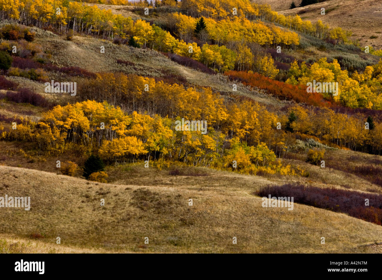 Cypress Hills with fall colour near Reesor Lake, Cypress Hills ...