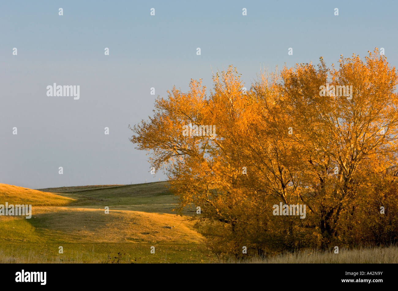 Prairie features at dawn- cottonwoods, near Swift Current, Saskatchewan ...