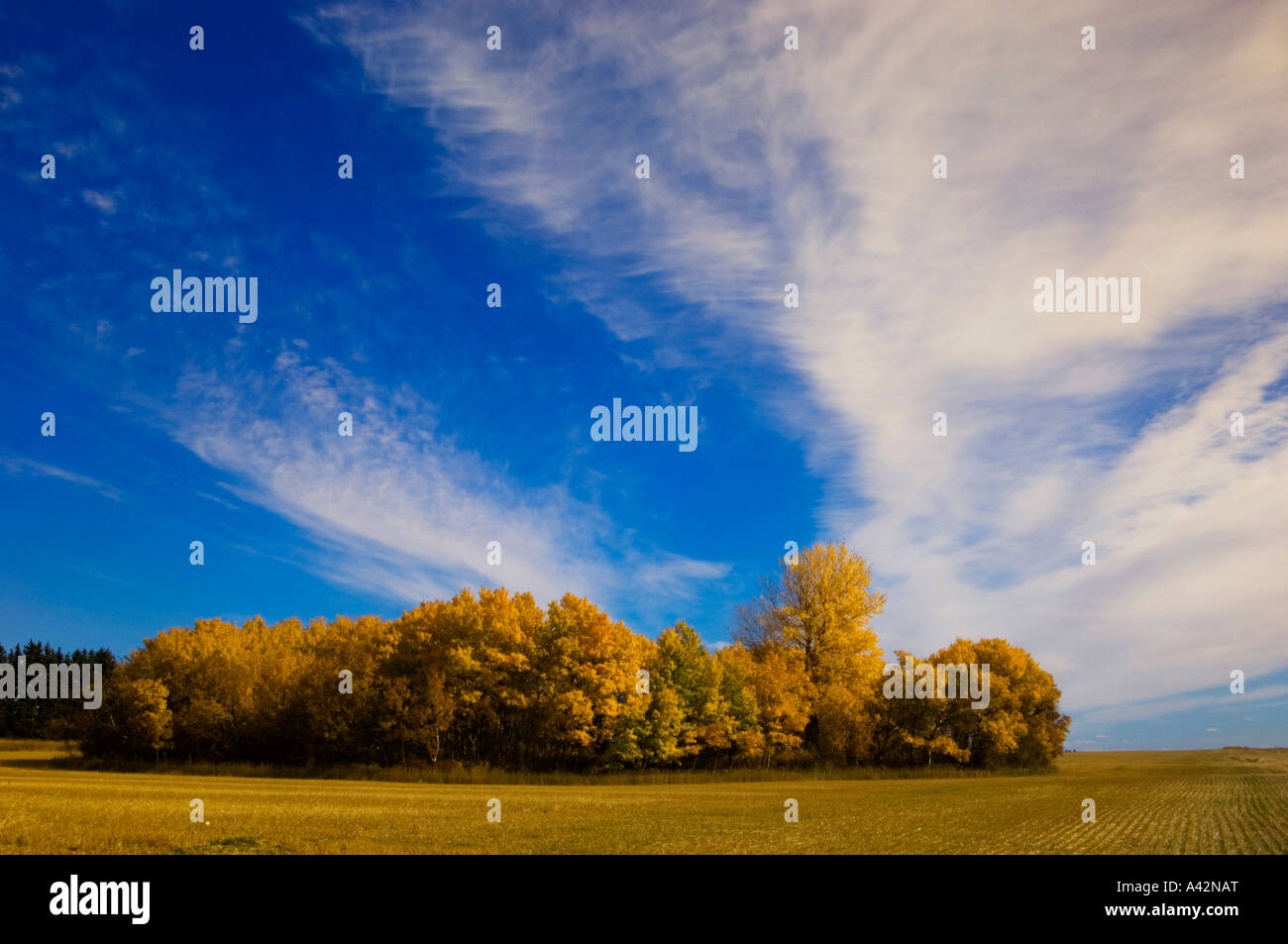 Aspen woodlot and sky, Grenfell, Saskatchewan, Canada Stock Photo - Alamy