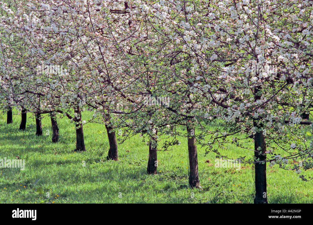 Apple Orchard Normandy High Resolution Stock Photography and Images - Alamy