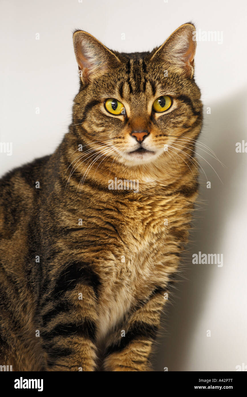 Annoyed Indoor Cat Stock Photo - Alamy