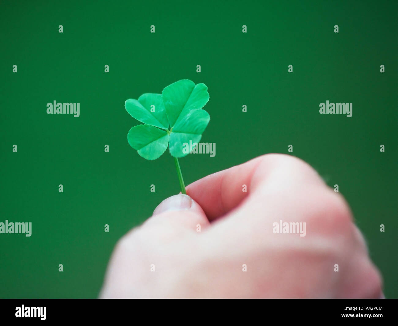 Hand holding a four leaf clover hi-res stock photography and images - Alamy