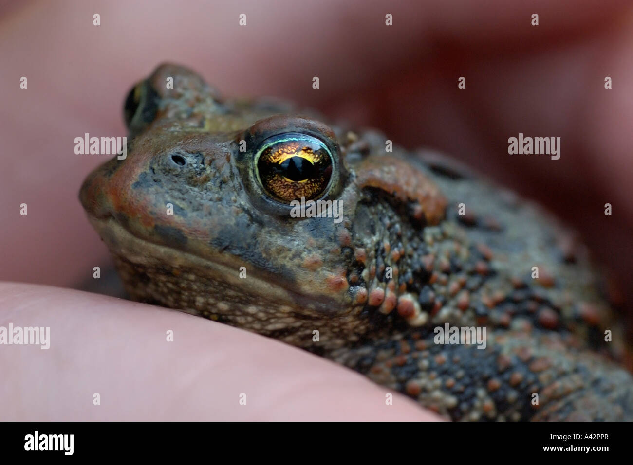 hand holding toad Stock Photo - Alamy
