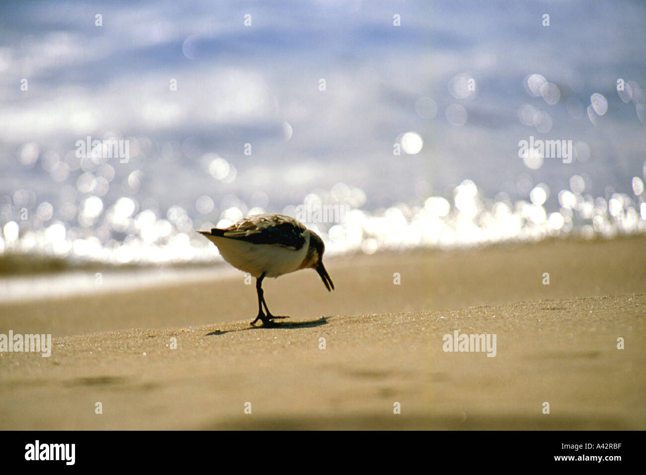 Sanderling Shore Bird Stock Photo - Alamy