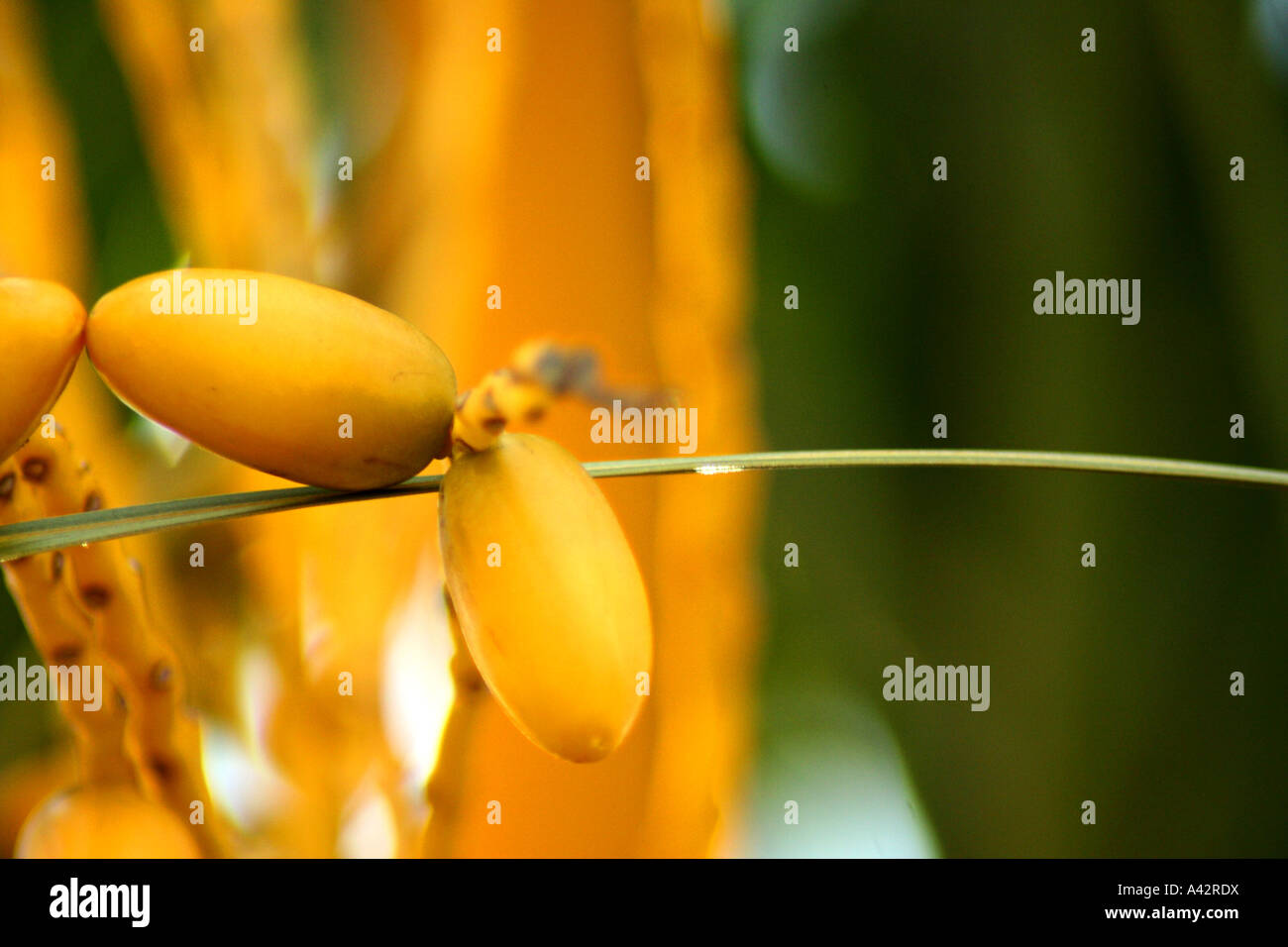 Two dates hi-res stock photography and images - Alamy
