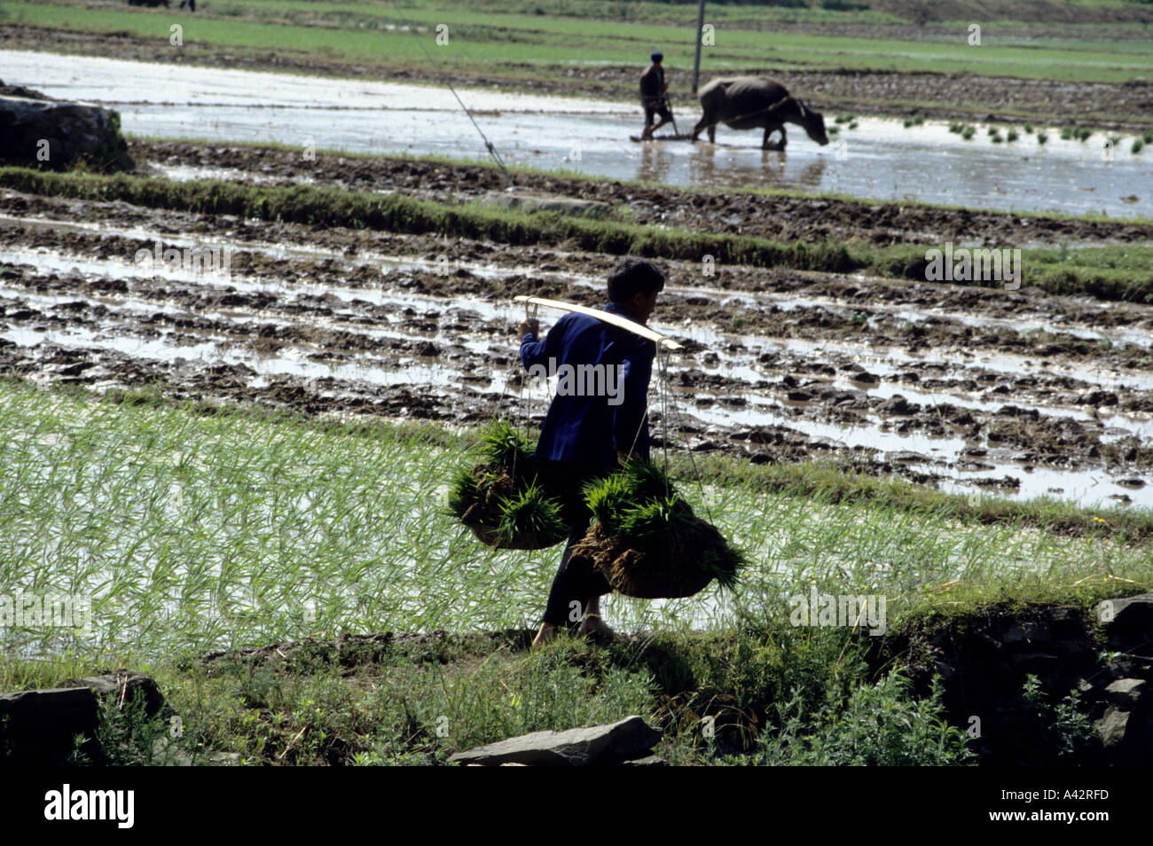 Man carrying load of rice across a paddy field in rural China Stock ...
