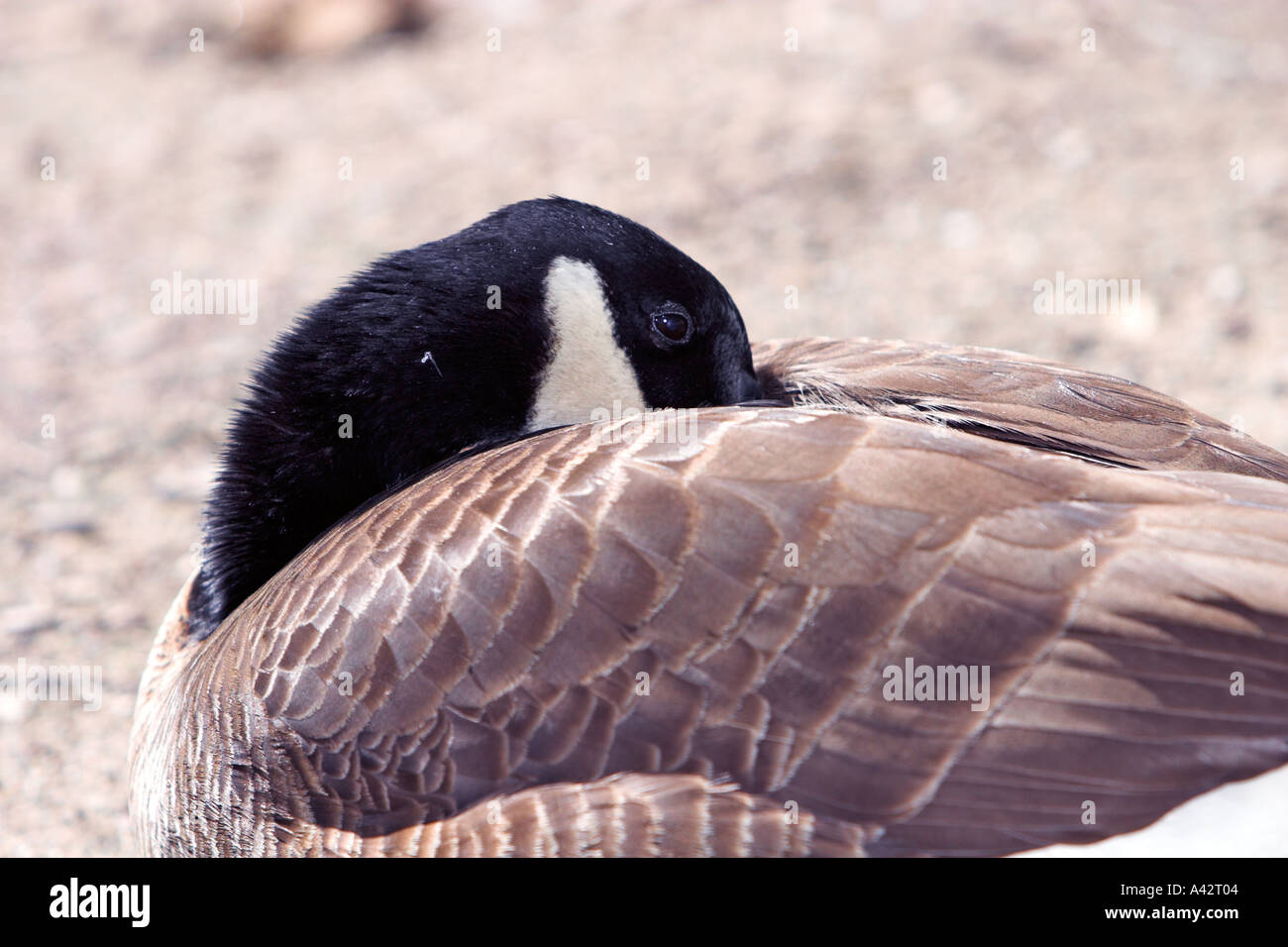 Sleeping goose hi-res stock photography and images - Alamy
