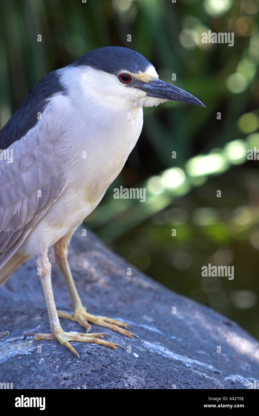 Short legged heron hi-res stock photography and images - Alamy