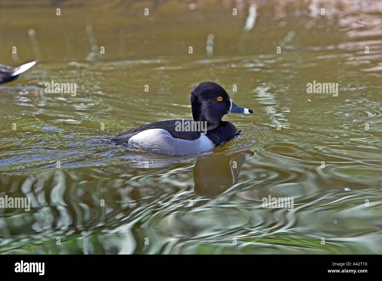 Banded duck hi-res stock photography and images - Alamy