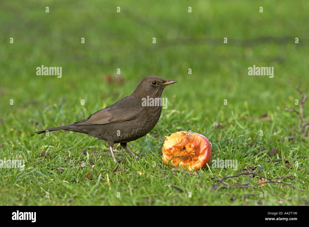 Blackbird Turdus merula adult female feeding apple, Todwick, South ...
