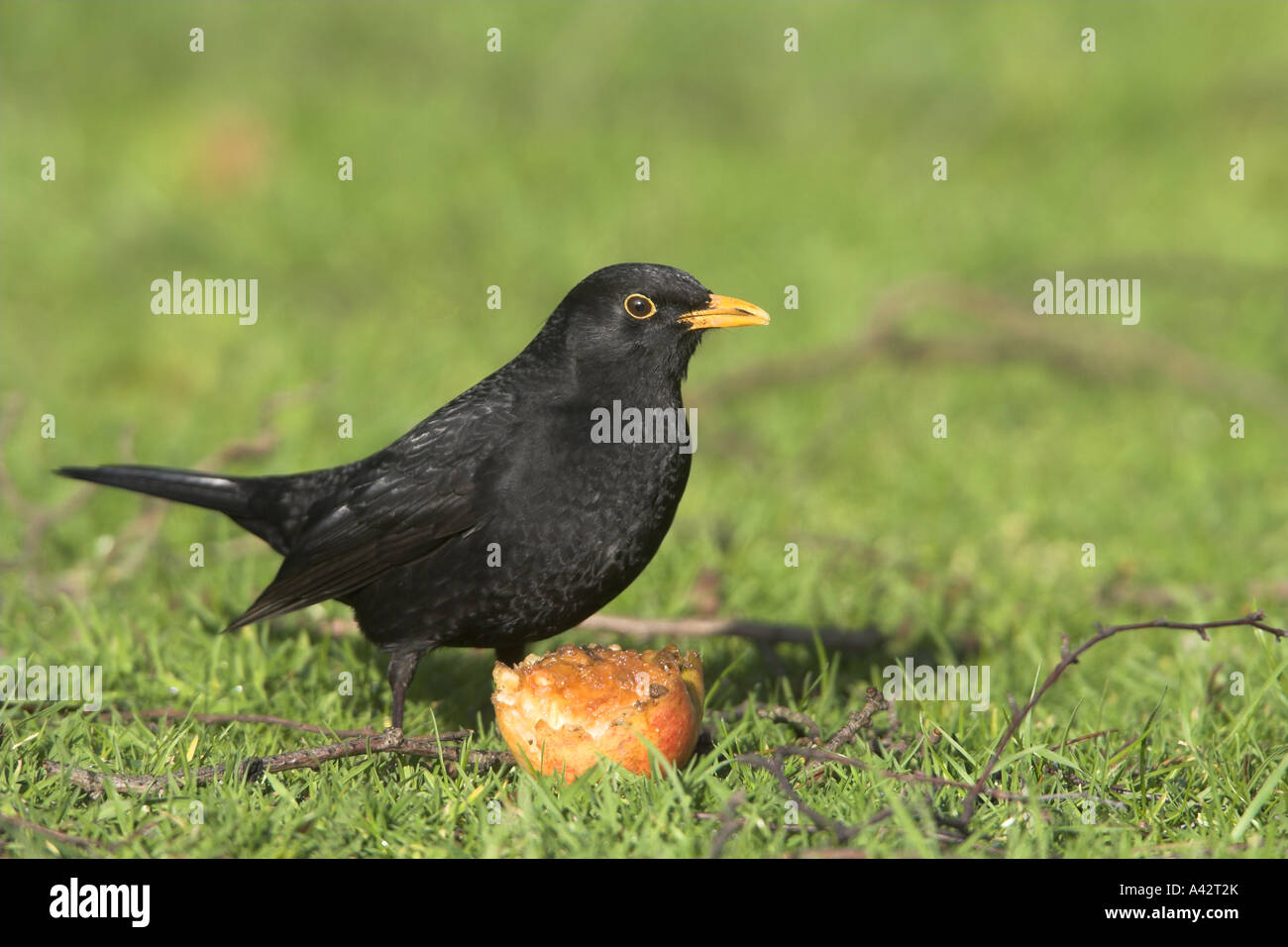 Blackbird Turdus merula adult male feeding apple, Todwick, South ...