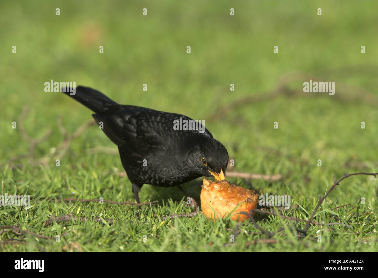 Blackbird Turdus merula adult male feeding apple, Todwick, South ...